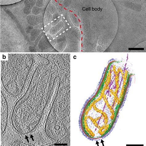 Mev M Protein Forms A 2d Paracrystalline Array A Tomographic Slice Download Scientific Diagram