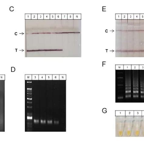 Sensitivities Of RT RPA RT HDA And RT LAMP Assays For SARS CoV Download Scientific Diagram