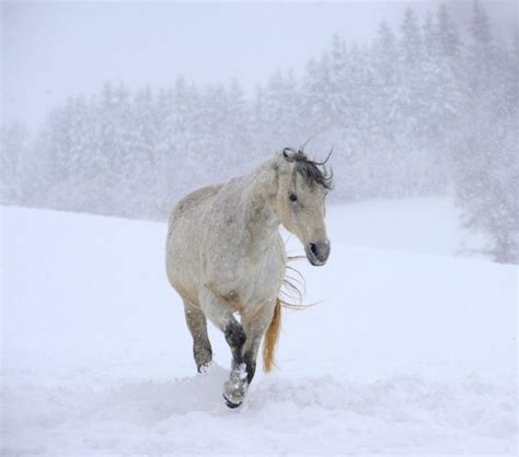 马踏飞雪 新浪图片