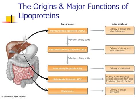 What Is The Main Function Of Lipase At Douglas Hammond Blog