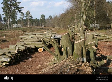 Truffula Trees Cut Down