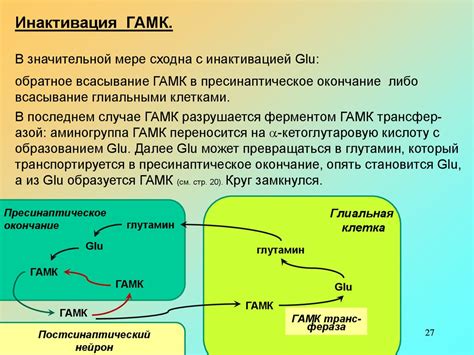 Глутаминовая кислота и ГАМК – главные медиаторы ЦНС: синтез, типы ...