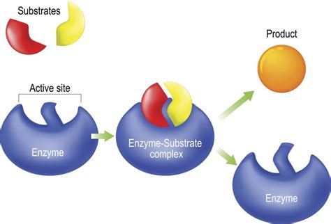 Enzymes And Macromolecules 9th 12th Grade Quiz Quizizz