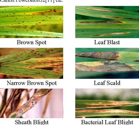 Figure 2 From A Survey On Detection And Classification Of Rice Plant Diseases Semantic Scholar