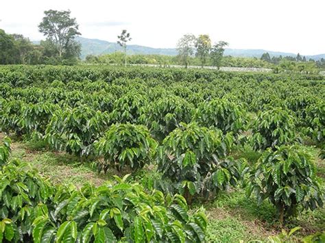 Coffee Trees A Visual Guide To Leaves Fruit And Flowers