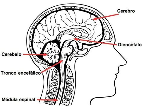 Sistema Nervioso Y Sexual Mind Map