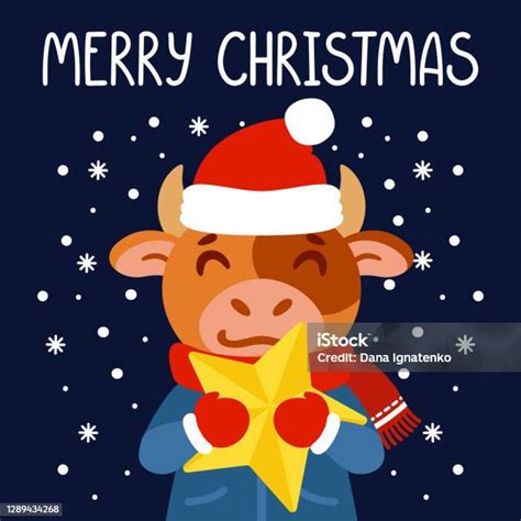 노란 별과 황소 2021 년 중국 새해의 황소 기호 메리 크리스마스 인사말 카드 포스터 디자인 귀여운 캐릭터 고립 된 배경 벡터 일러스트 손으로 그린 글자 인용 12월에