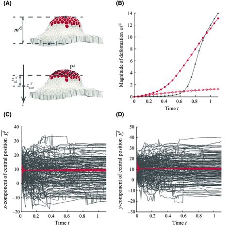A Schematic Definition Of The Magnitude Of The Tissue Deformation M Download Scientific