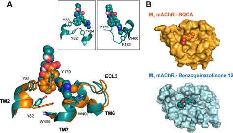 Proposed Arrangement Of The Binding Sites Of Bqca And Download Scientific Diagram