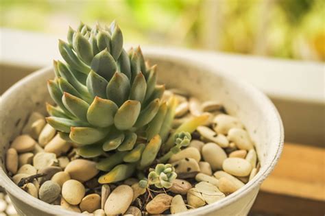 선인장과 다육식물이 햇빛이 비치는 선반에 놓인 흰색 플라스틱 화분에 심은 클로즈업 사진 0명에 대한 스톡 사진 및 기타 이미지 0명 가시 건조한 Istock