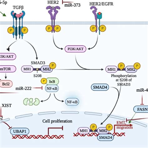 Role Of Exosomal Ncrnas And Their Related Pathways In Breast Cancer Download Scientific Diagram