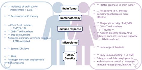 Factors Underlying Sex Differences In Gbm Schematic Depicting
