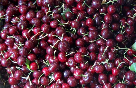 Dark Sweet Cherries Orchard Fresh Fruit