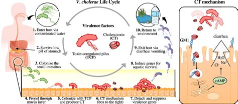 Vibrio Cholerae Pronunciation