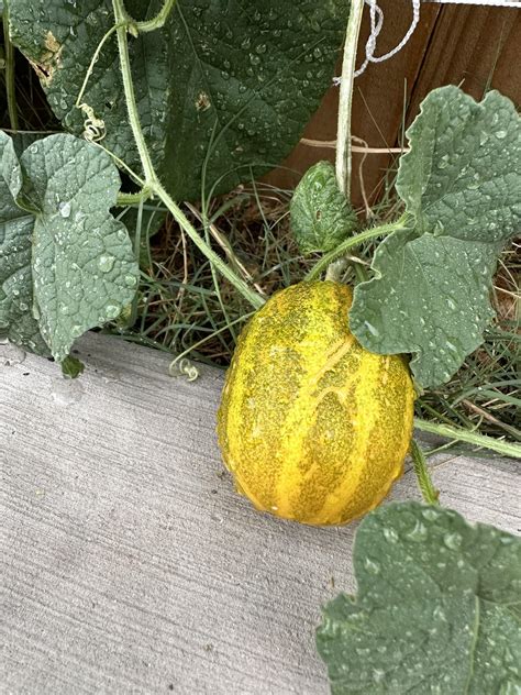 Mystery Gourd Identification Help Rvegetablegardening