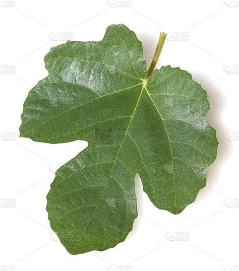 无花果叶，无花果