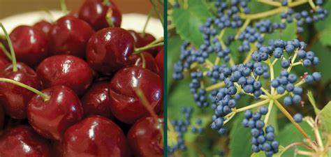 Plant Sex Johnson S Nursery Kb