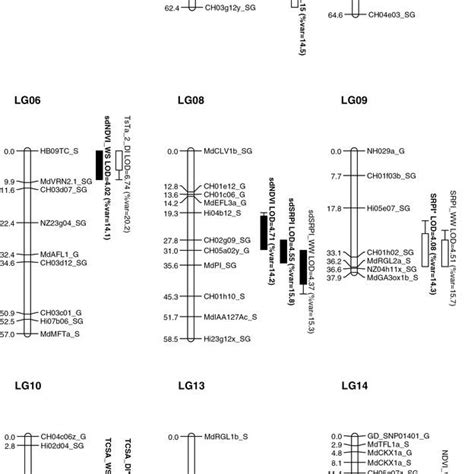 Genomic Positions Of The Qtls Detected On The Consensus Download