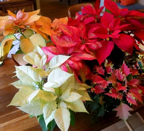 Poinsettias Come In All Colors The Arkansas Democrat Gazette