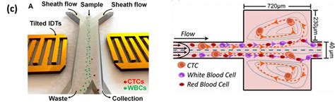 Label Free Ctc Isolation Method A Illustration Of Microfluidic Cell