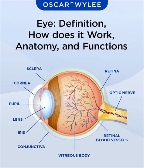 Eye Anatomy Functions Eye Anatomy International Specialist Eye