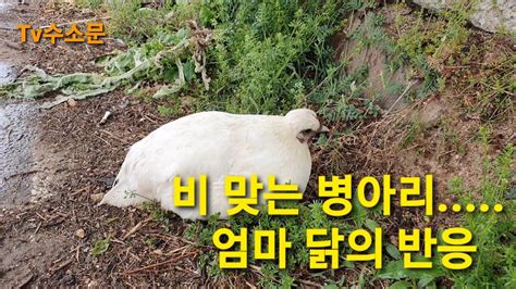 춥고 비가 내리는 날 어미 닭이 병아리에게 보인 반응 병아리 구출 대작전 Youtube