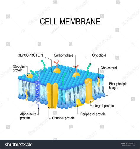 Cell Membrane Detailed Diagram Models Membrane Stock Vector Royalty Free Shutterstock