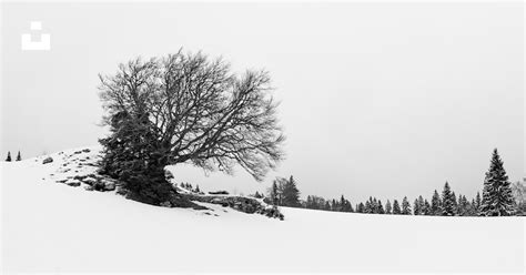 낮 동안 설원에 있는 벌거벗은 나무의 회색조 사진 사진 Unsplash의 무료 스위스 이미지
