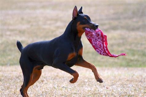 Доберман пинчер особенности беззаветно преданной породы
