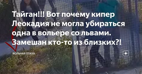 Тайган Вот почему кипер Леокадия не могла убираться одна в вольере со львами Замешан кто то