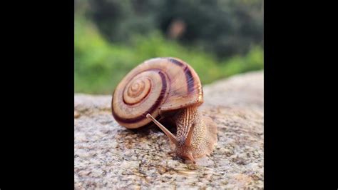 아리 동동이 달님이 별님이사진 찍어줬지요 동양달팽이 아리 동동이 연흑와 달님이 별님이 귀여움 힐링 Youtube