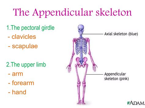 The Appendicular Skeleton Ppt Free Download
