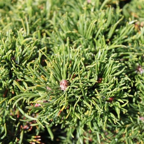 Pinus Mugo Mugo Urban Tree Farm Nursery