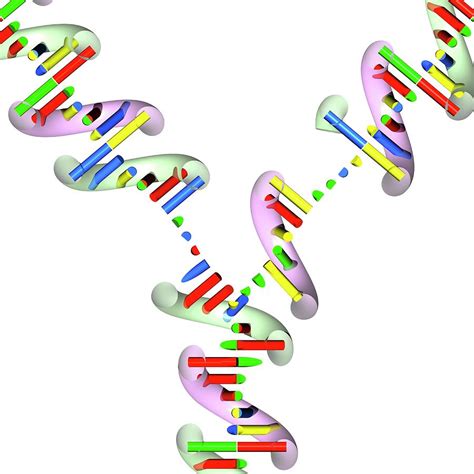 รายการ 93 ภาพพื้นหลัง กระบวนการ Dna Replication สวยมาก