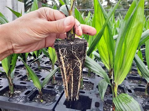 Nursery And Irrigation Solutions To Nurture Growth G Planter