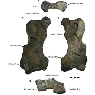 Location Map Of The Fossil Record Of Nothrotheriops Sp From Santa Fe