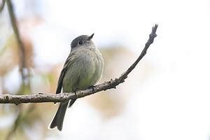 All The Animals Found In Lassen Volcanic National Park A Z Animals