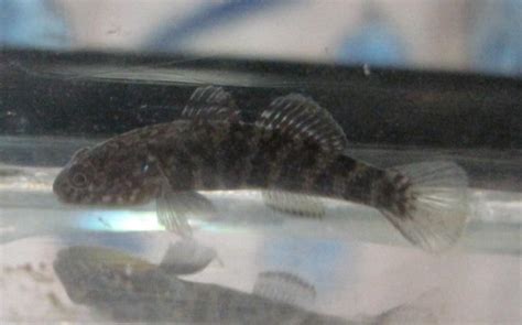 ヌマチチブ 淡水魚写真図鑑 日淡会