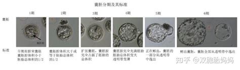 你的囊胚，“算老几”？ 知乎