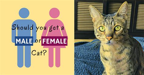 Male Vs Female Cat Key Differences Pros And Cons The Off