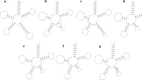 Structure Of Chloroplast Trna Showing The Presence Of A Seven Download Scientific Diagram