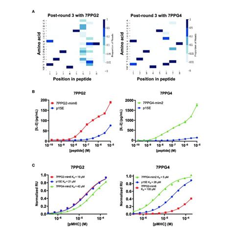 Screening Of A Yeast Displayed Peptide Mhc Library Allowed The Download Scientific Diagram