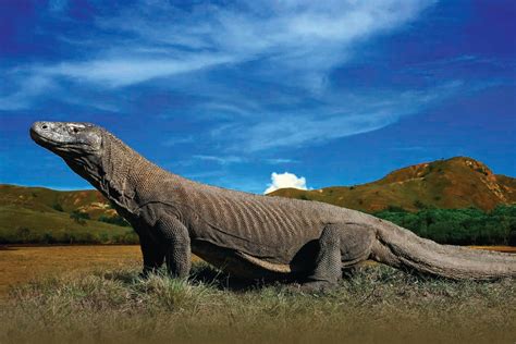 Komodo Dragon Hd Wallpapers Earth Blog