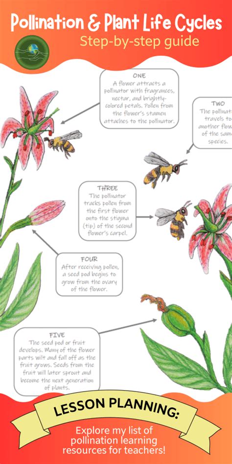Pollination And The Plant Life Cycle A Step By Step Guide