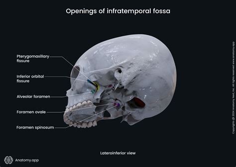 Infratemporal Fossa Anatomyapp