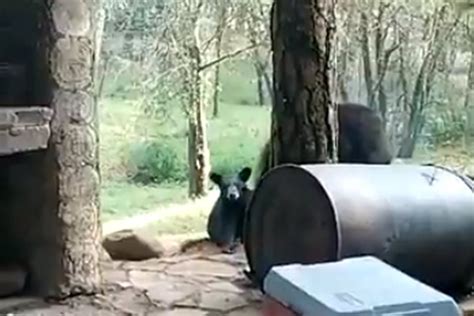Oso Sorprende A Familia Y Les Roba Su Carne Asada En Nl Me Lo Dijo Lola