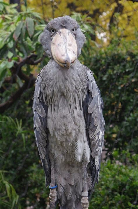 Creepy Big Bird