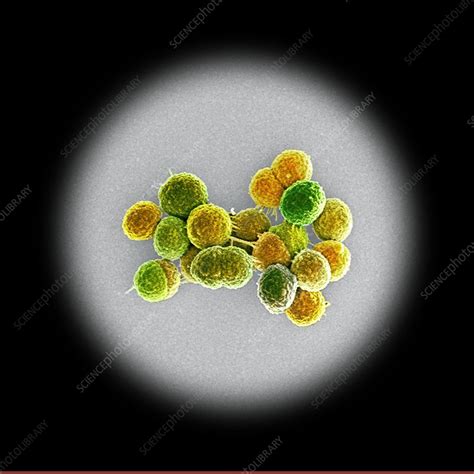 Enterococcus Faecalis Bacteria Sem Stock Image C0267490 Science