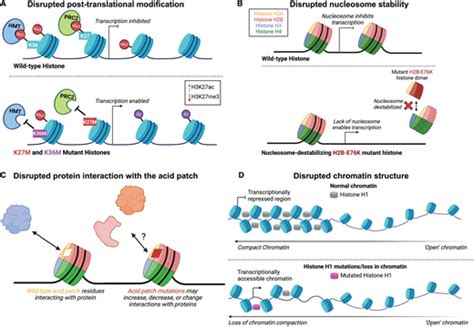Histone Mutations In Cancer Biochemical Society Transactions