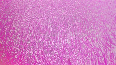 Simple Cuboidal Epithelium Of The Human In High Magnification 40x Under Microscope Stock Video